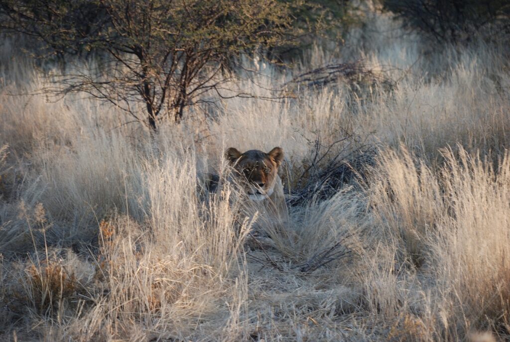 Experience NAMIBIA’s BIG 5 from 15 of its LUXE LODGES - Pynck