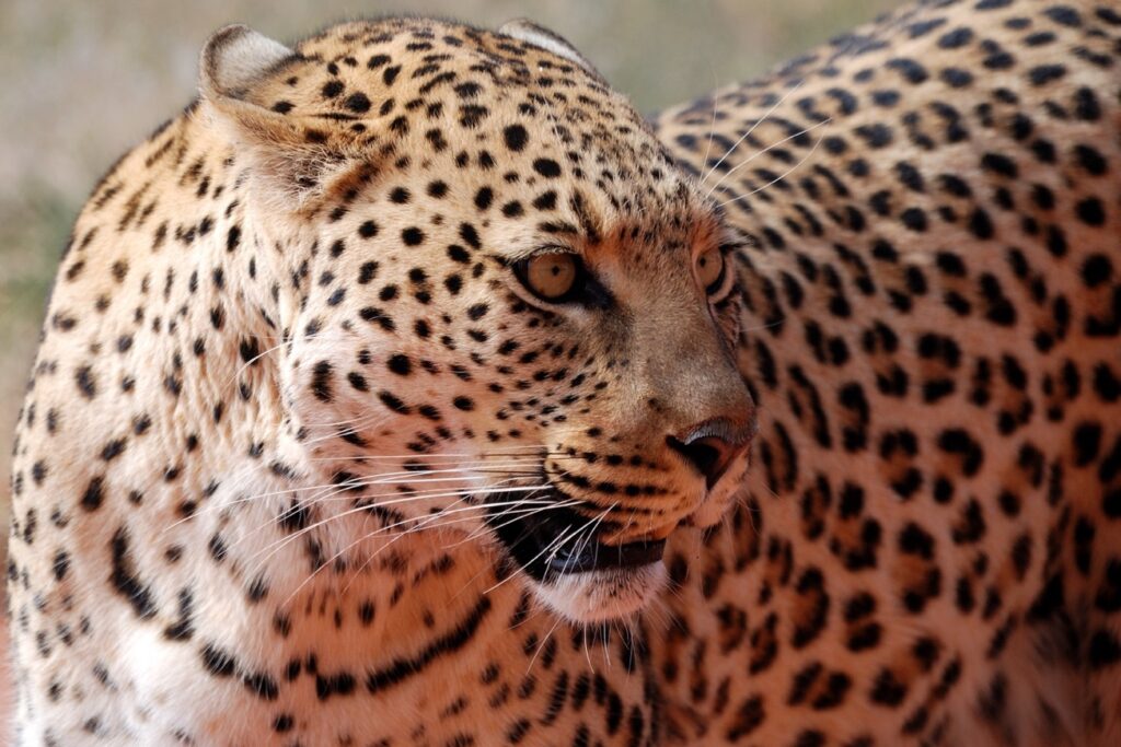 Experience NAMIBIA’s BIG 5 from 15 of its LUXE LODGES - Pynck