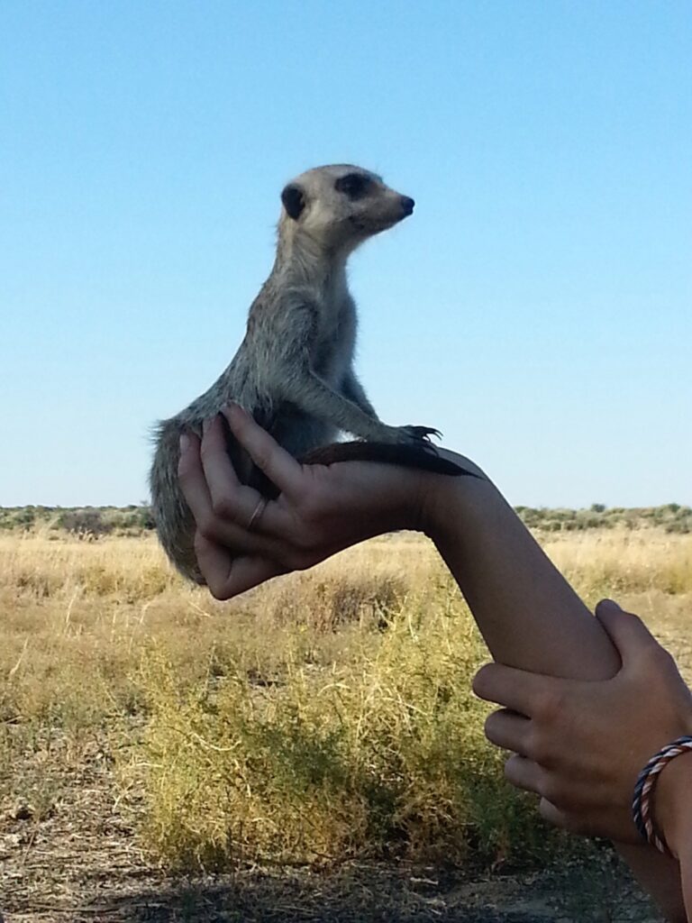 Experience NAMIBIA’s BIG 5 from 15 of its LUXE LODGES - Pynck