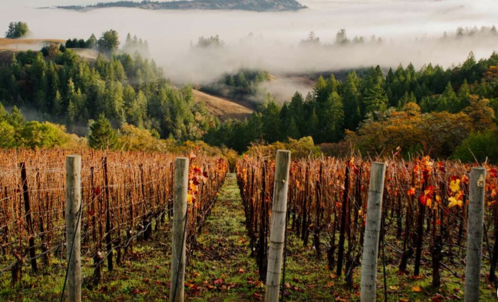 Stunning, Award Winning California Wineries with Fabulous Pairings - Pynck